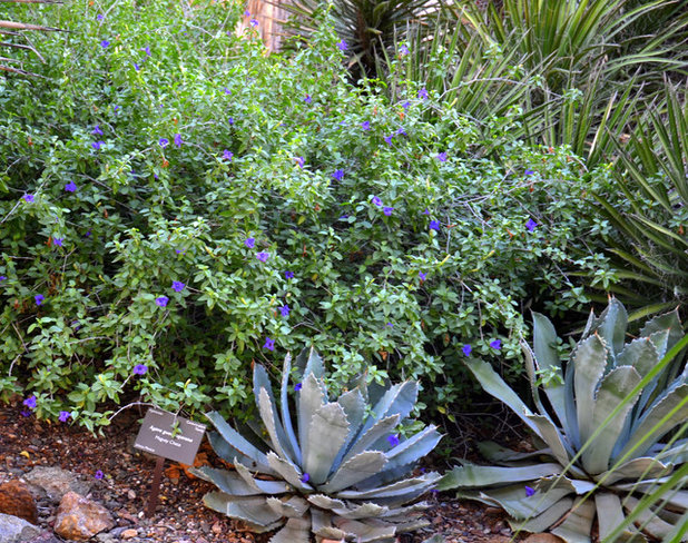 10 Essential Native Shrubs for Southwestern Gardens