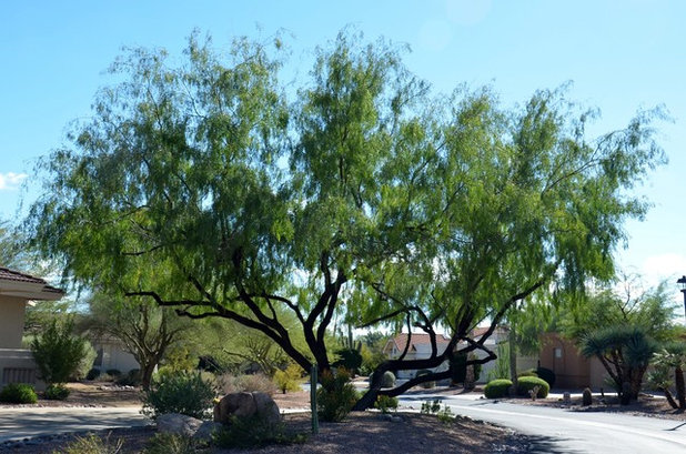 10 Essential Native Trees for Southwestern Gardens