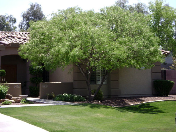 10 Essential Native Trees for Southwestern Gardens