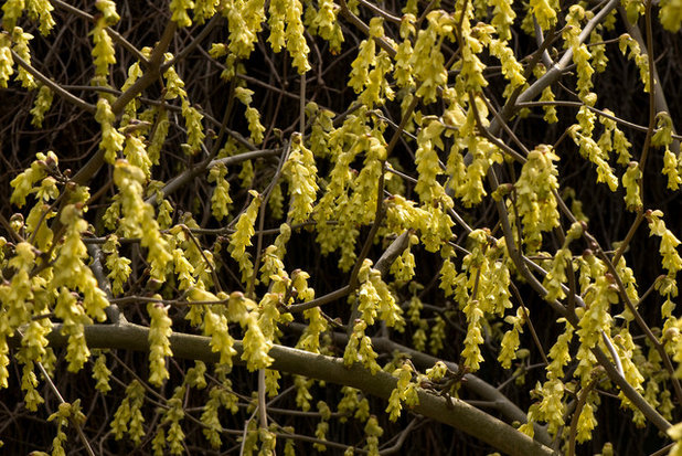 6 Flowers for Gorgeous Winter Garden Color