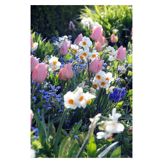 Spring Combination Ideas - Traditional - Landscape - Other - by ...