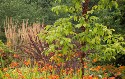 Great Design Plant: Bluestem Joint Fir