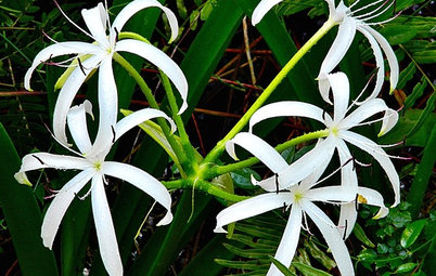 10 Top Native Plants for the U.S. Southeast