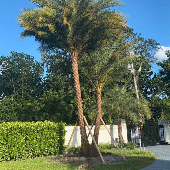 Sylvester Palm - Photos & Ideas | Houzz