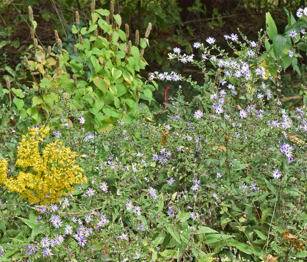 Great Design Plant: Symphyotrichum Shortii