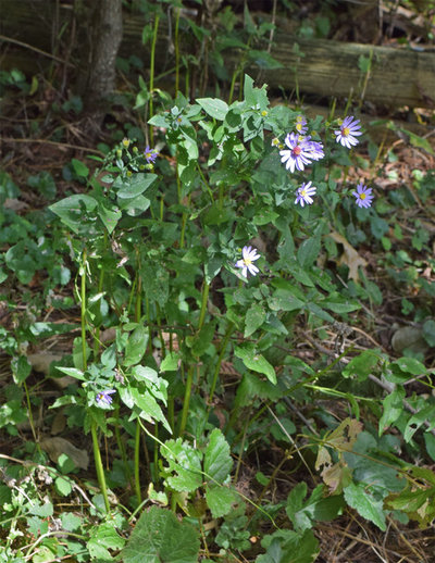 Great Design Plant: Symphyotrichum Shortii