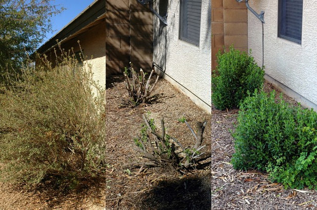 How to Prune Your Flowering Shrubs for the Best Blooms