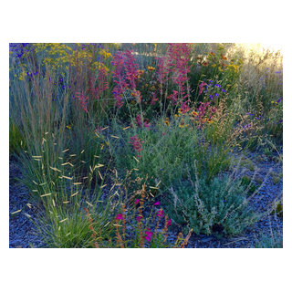 Threadleaf Giant Hyssop - Landscape - Denver - by Susan J Tweit | Houzz
