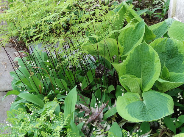 8 Sumptuous Shade Garden Plant Combinations