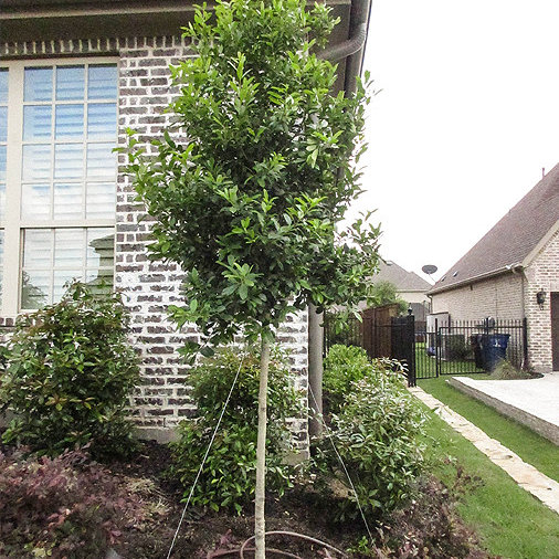 Eagleston Holly - Photos & Ideas | Houzz