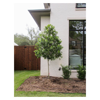 Tree Form Eagleston Holly - Landscape - Dallas - by Treeland Nursery ...