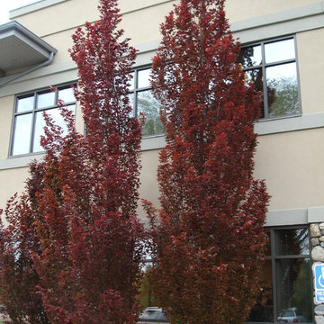 Columnar Beech Trees - Photos & Ideas | Houzz