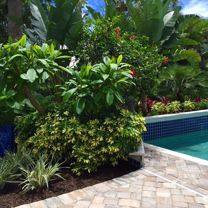 Palm Tree Backyard - Photos & Ideas | Houzz