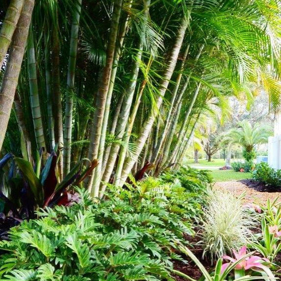 75 Beautiful Tropical Garden Ideas & Designs - December 2022 | Houzz AU