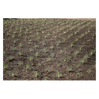 UC Verde Buffalo Grass - Contemporary - Landscape - San Diego - by ...