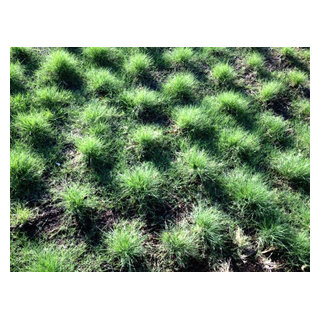 UC Verde Buffalo Grass - Contemporary - Landscape - San Diego - by ...