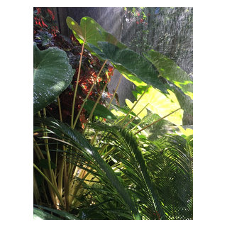 Water feature area in the summer - Tropical - Landscape - Chicago - by ...