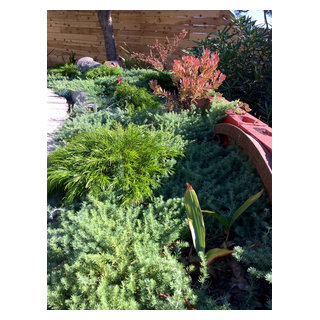 Water Wise Lotus Ground Cover - Contemporary - Landscape - Los Angeles ...