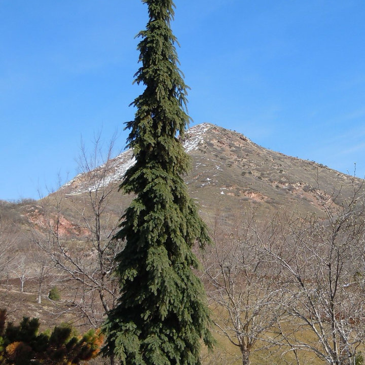 Weeping White Spruce - Photos & Ideas | Houzz