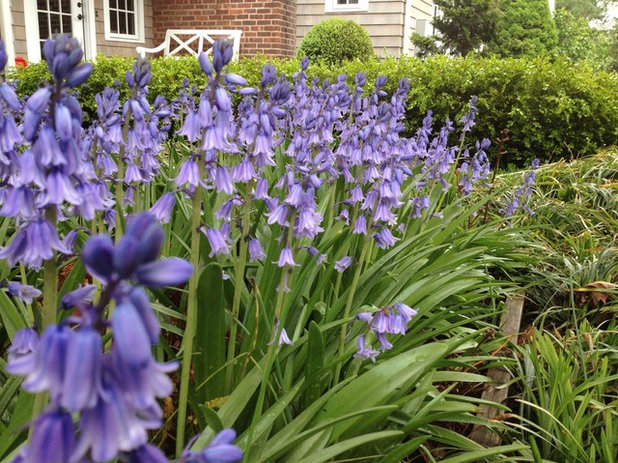 6 Splendid Blue-Flowering Bulbs