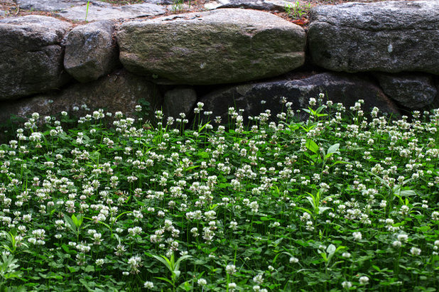 La grande famille des trèfles