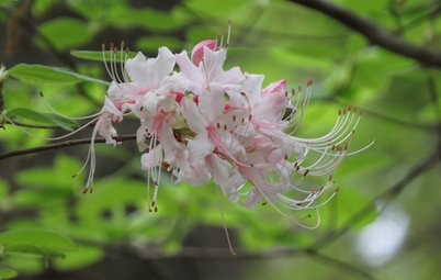 Great Design Plant: Calycanthus Floridus