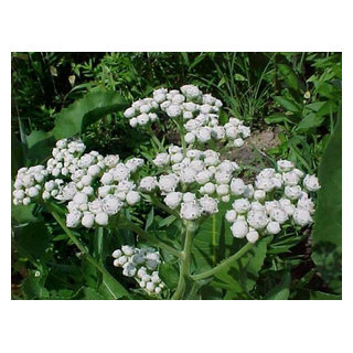 Wild Quinine - Landscape - St Louis - by Missouri Botanical Garden | Houzz