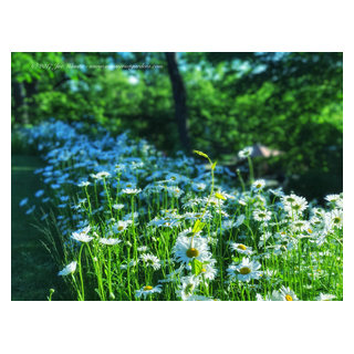 Wildflower Bed in Warwick NY - Farmhouse - Landscape - New York - by ...