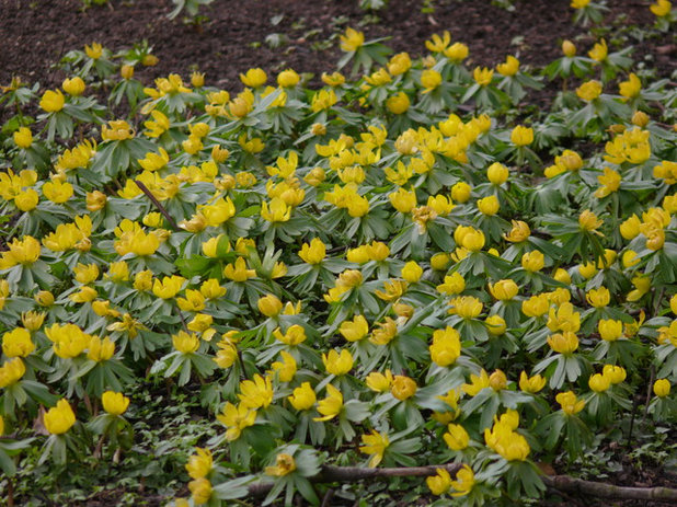 6 Flowers for Gorgeous Winter Garden Color