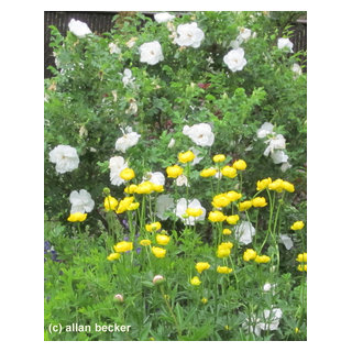 Yellow and Gold Perennials - Classique - Jardin - Montréal - par Garden ...