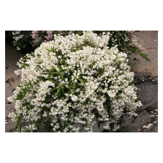 Yuki Snowflake™ Deutzia - Traditional - Landscape - Chicago - by Proven ...