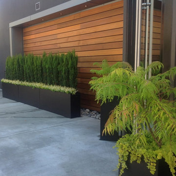 Cedar Accent Wall - Photos & Ideas | Houzz