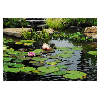Water lilies add a dash of color to the pond - Piscine - Minneapolis ...