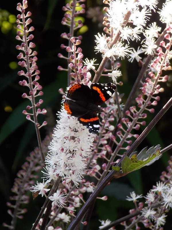 15 Native Flowers That Attract Butterflies