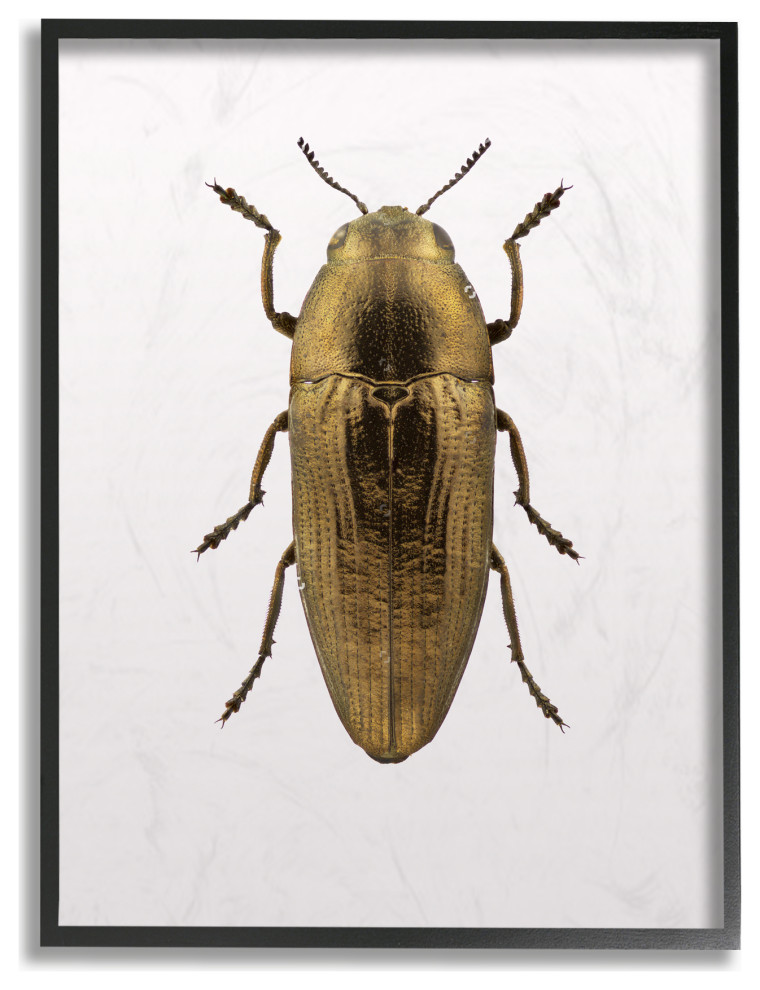 Beetle Gold Animal Photograph, 11"x14" - Contemporary - Prints And ...