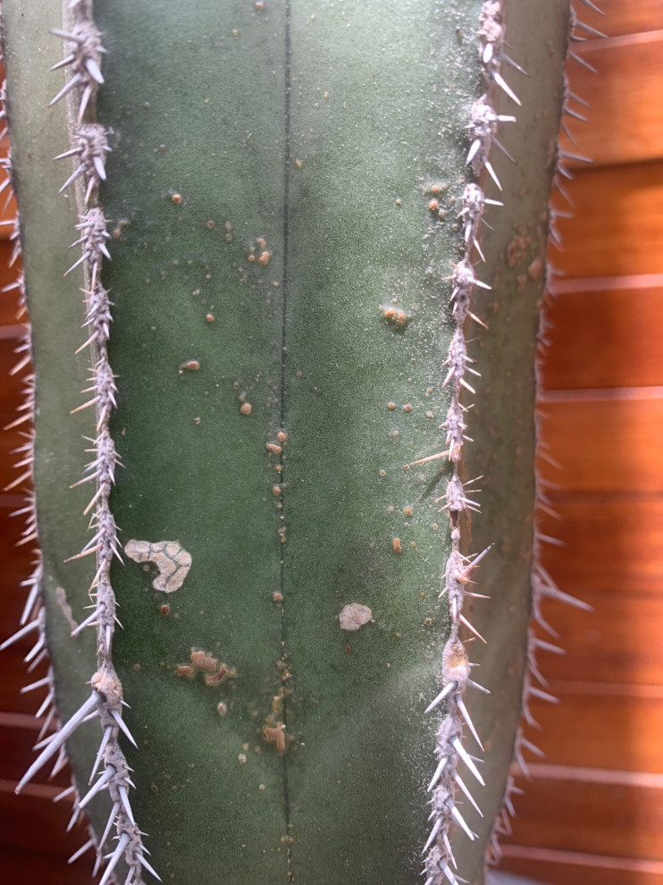 Please help me Identify Cactus Pests?