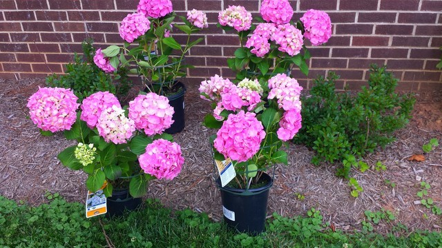 blue danube hydrangea and full sun