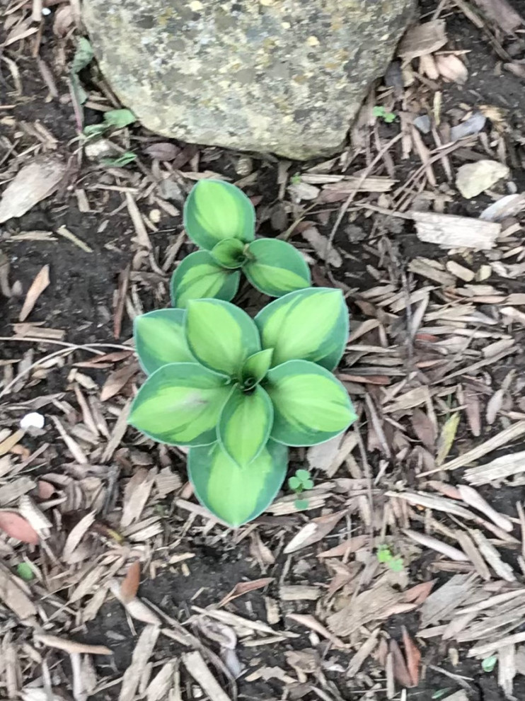 Help with Mouse Ear ID