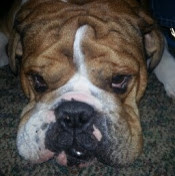 LISA PINER DESIGN - Project Photos & Reviews - napa, CA US | Houzz