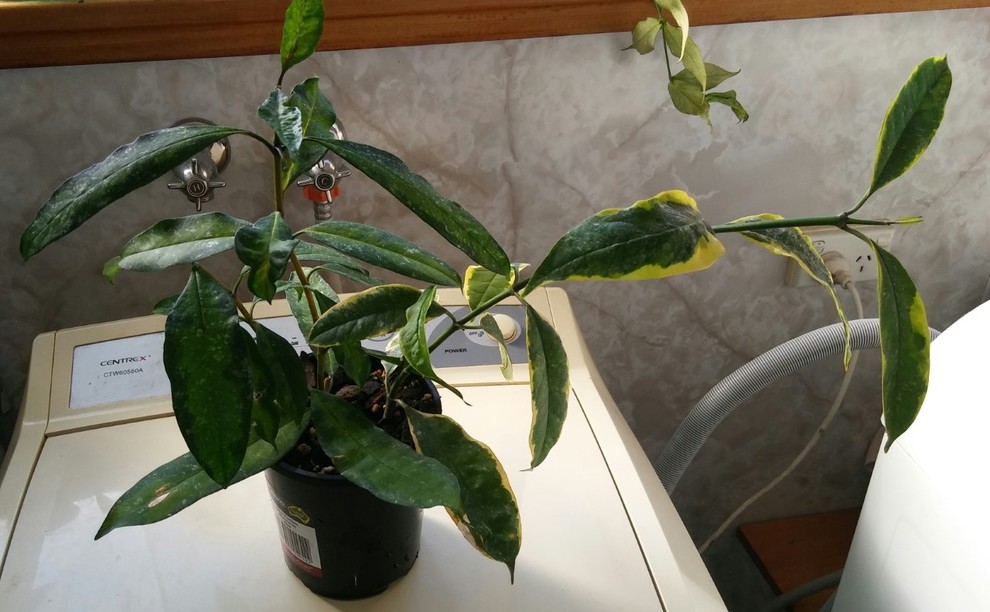 My various variegated multiflora :D
