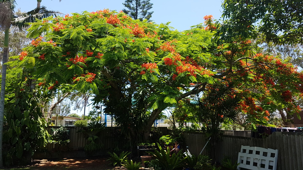 Poinciana trees