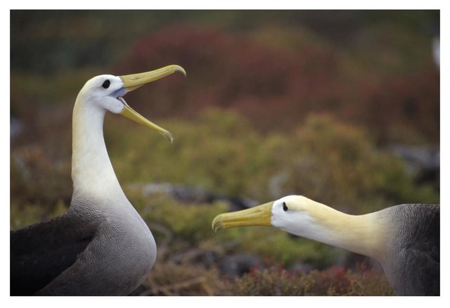 Waved Albatross Courtship Display Sequence, Galapagos Islands, Ecuador ...