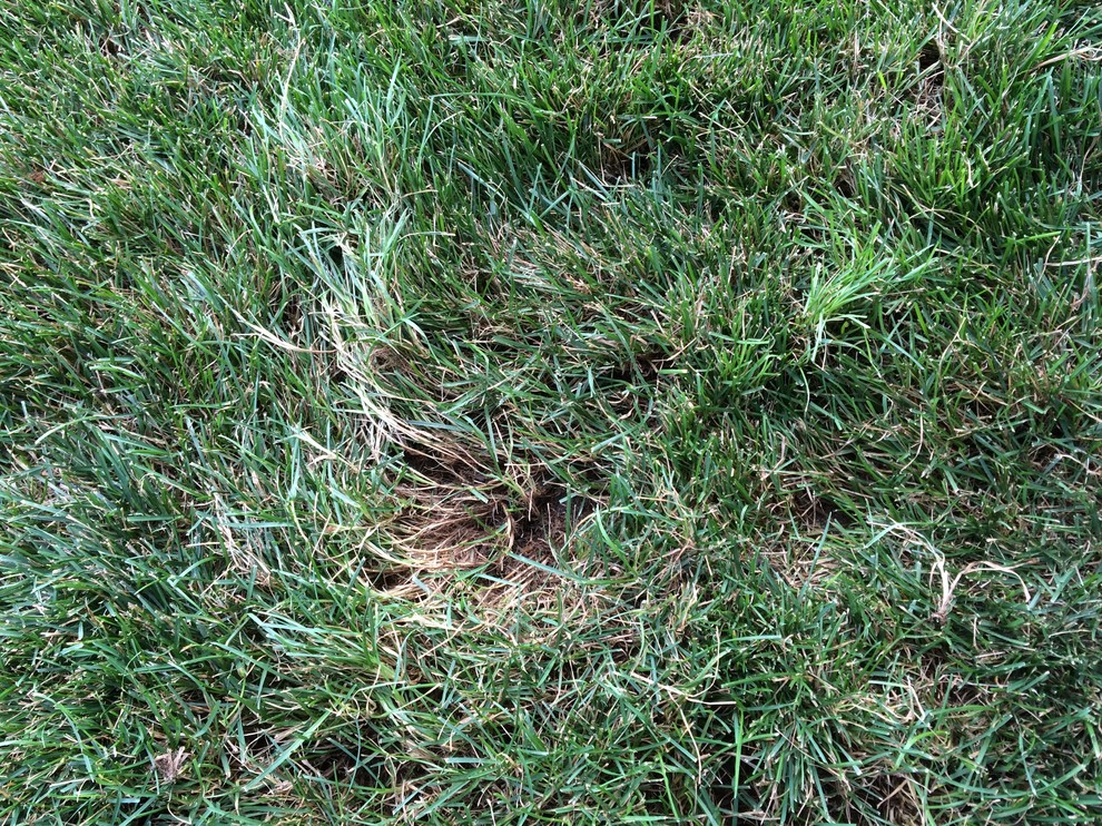 Help identify KBG grass issue
