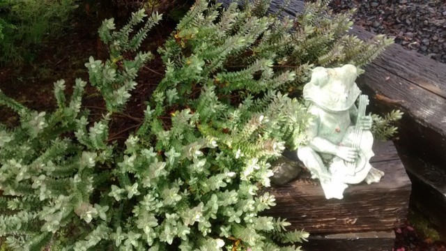 Random Garden Photos | Houzz Forum