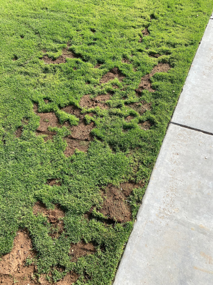 Issues with new sod installation....