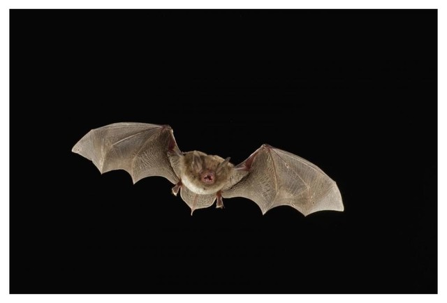 "Southeastern Myotis Bat Flying at Night, Texas" Wall Art, 50"x34 ...