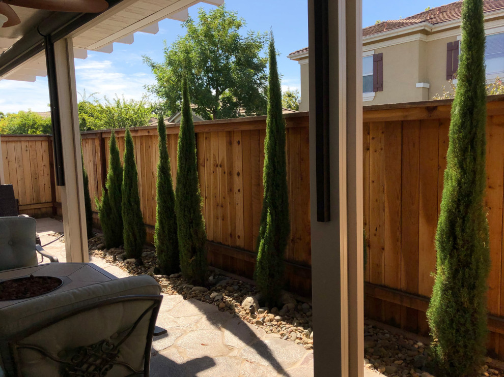 Best evergreen privacy tree/hedge to plant along fence?