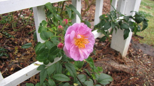 Renae rose on archway.