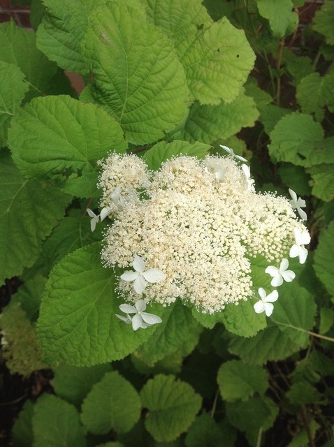 Blooming Issues
