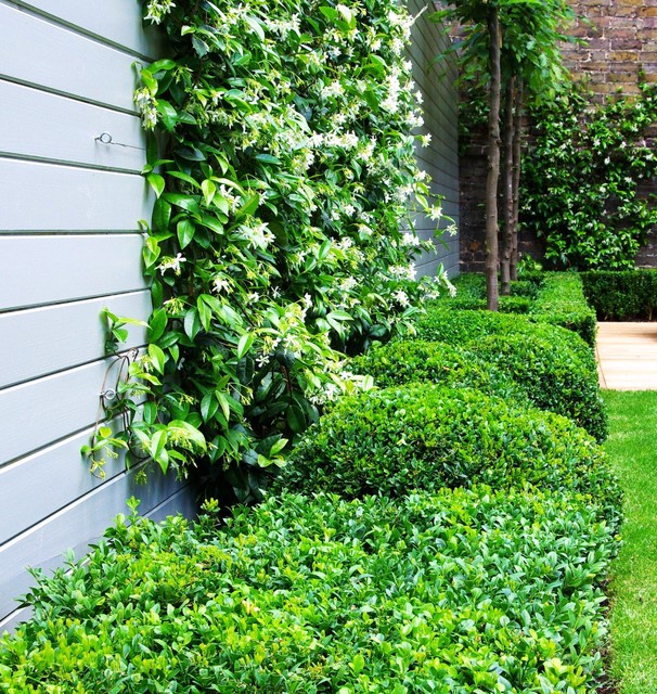 Wonder Wall: The Climbing Plants That Can Improve Your Garden | Houzz AU